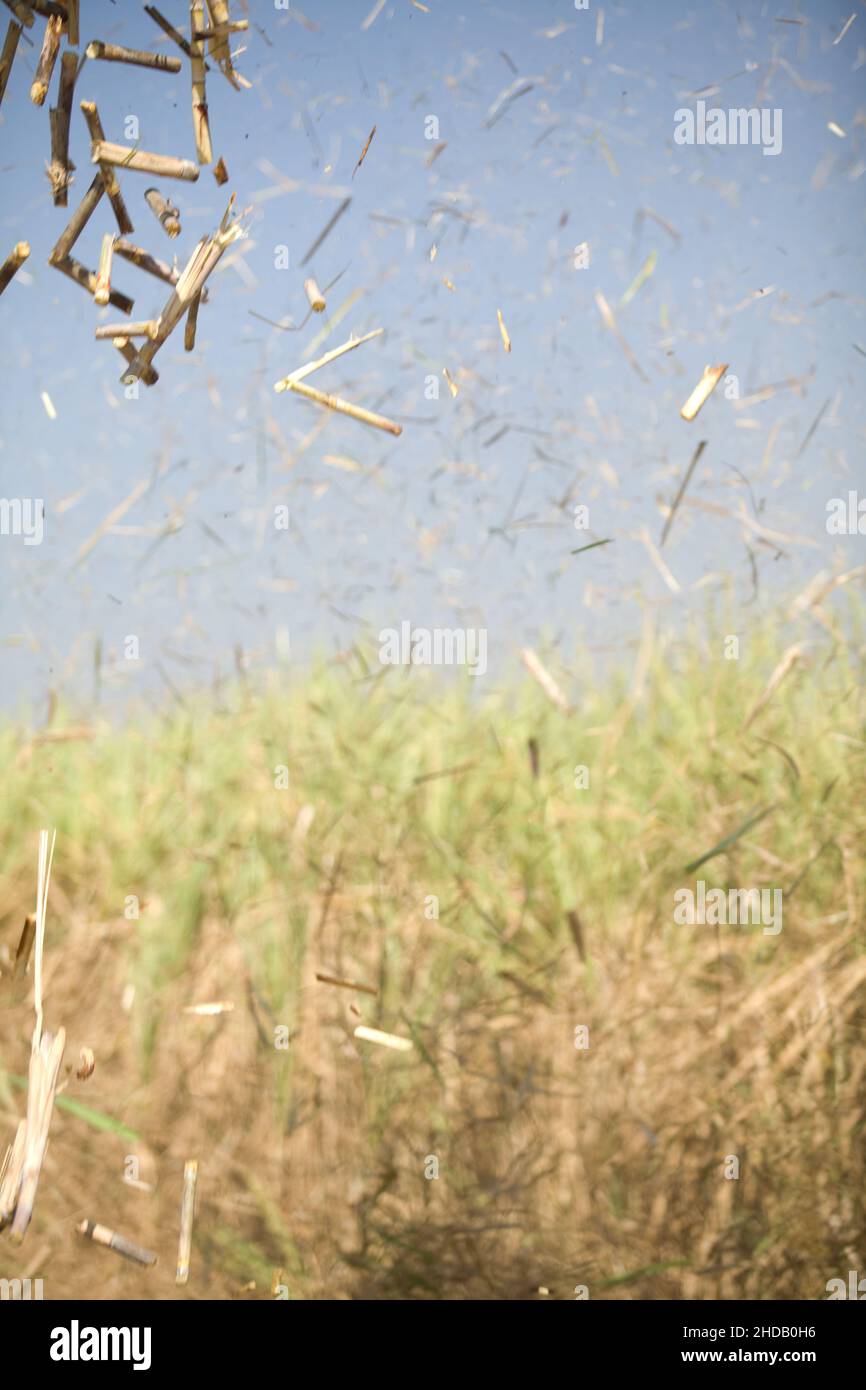 A sugar cane plantation field in Brazil. Agriculture concept. High ...
