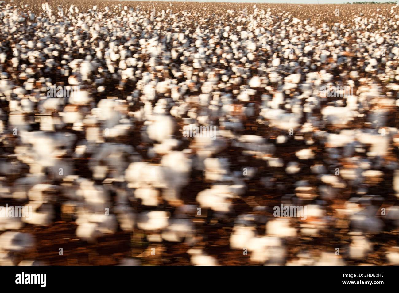 cotton plantation for industrial - textile use , ready to harvest. High ...