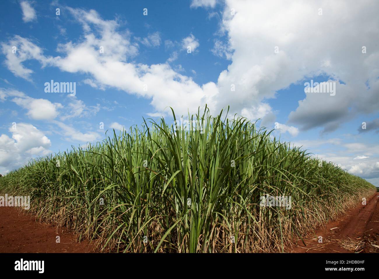 A sugar cane plantation field in Brazil. Agriculture concept. High ...