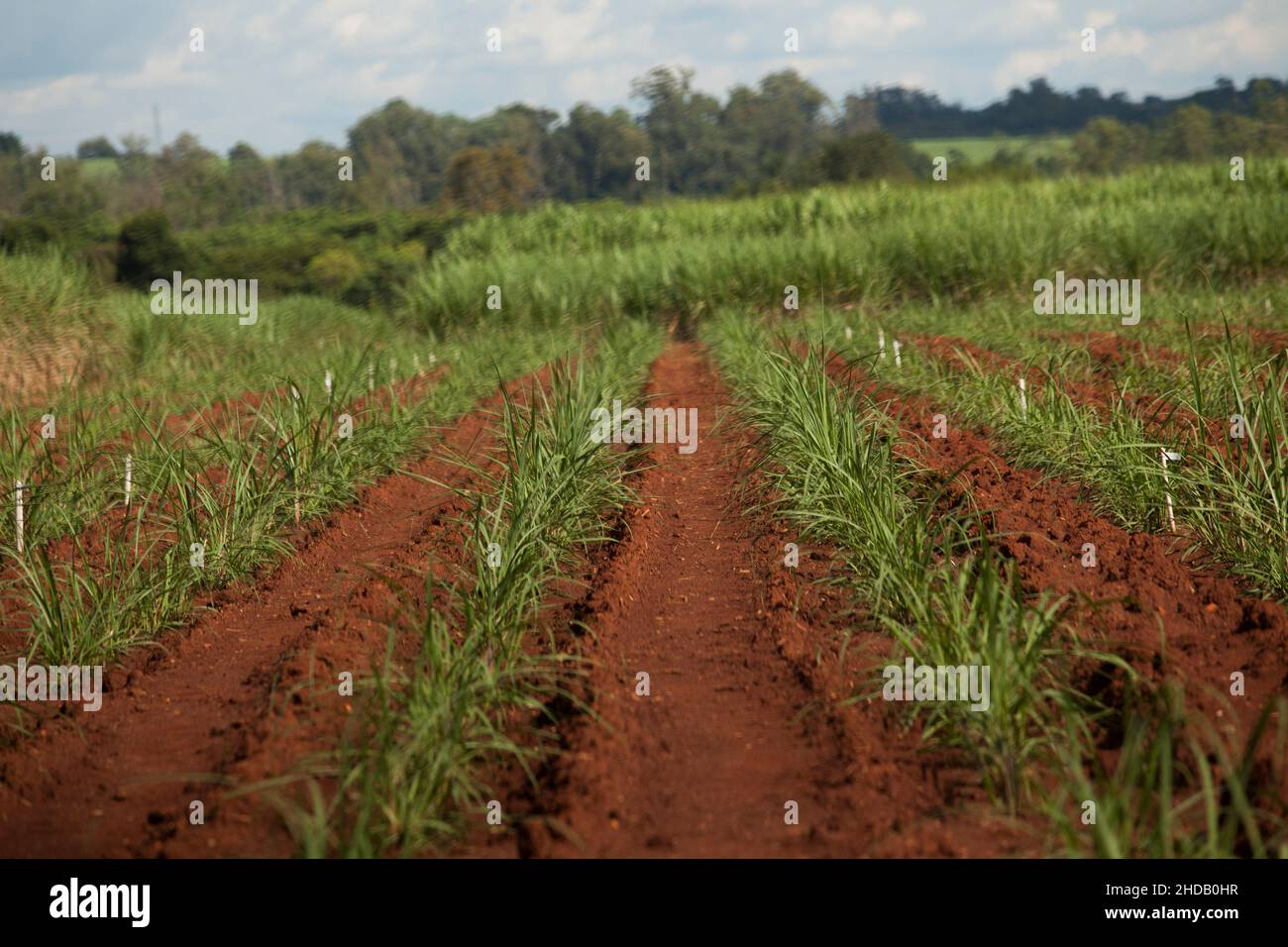 A sugar cane plantation field in Brazil. Agriculture concept. High ...