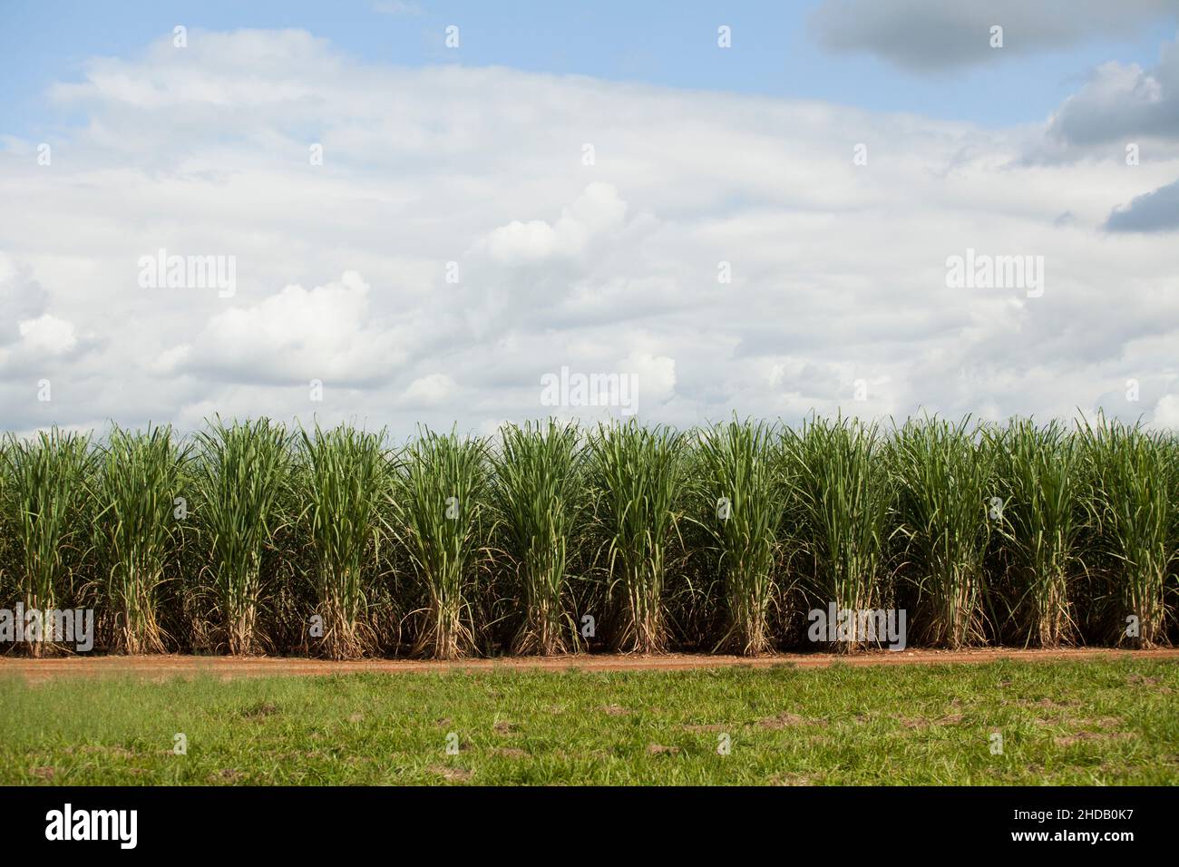 A sugar cane plantation field in Brazil. Agriculture concept. High ...