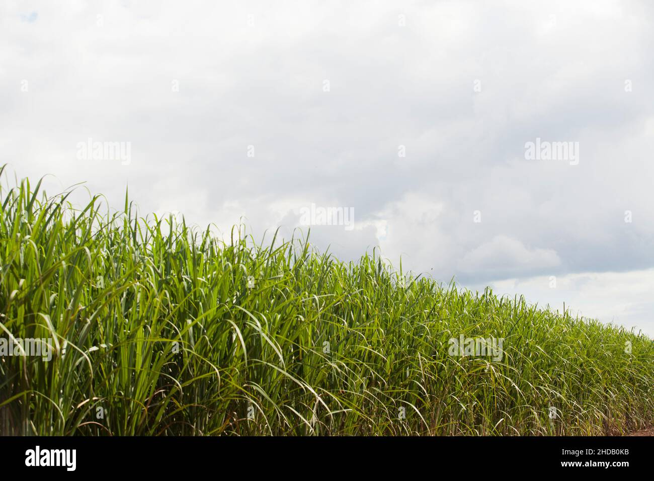 A sugar cane plantation field in Brazil. Agriculture concept. High ...
