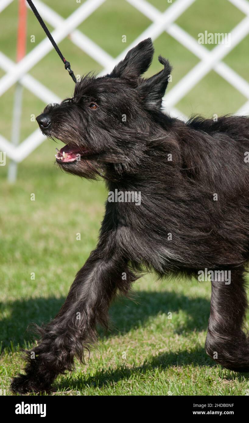 Berger Picard walking in dog show ring Stock Photo - Alamy