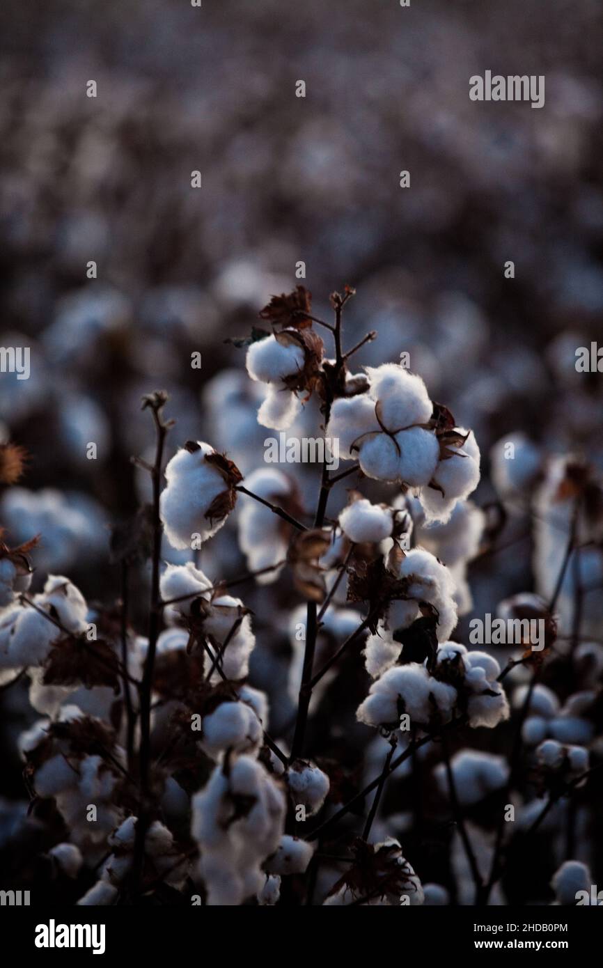 cotton plantation for industrial - textile use , ready to harvest. High ...