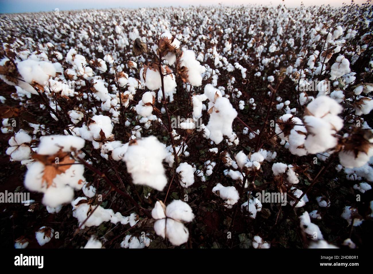 cotton plantation for industrial - textile use , ready to harvest. High ...