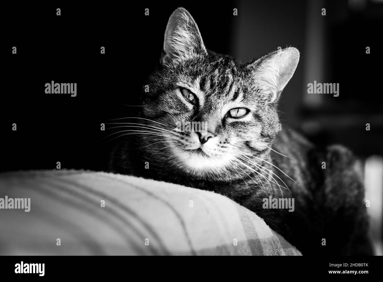 Grayscale shot of a cat looking into the camera Stock Photo - Alamy