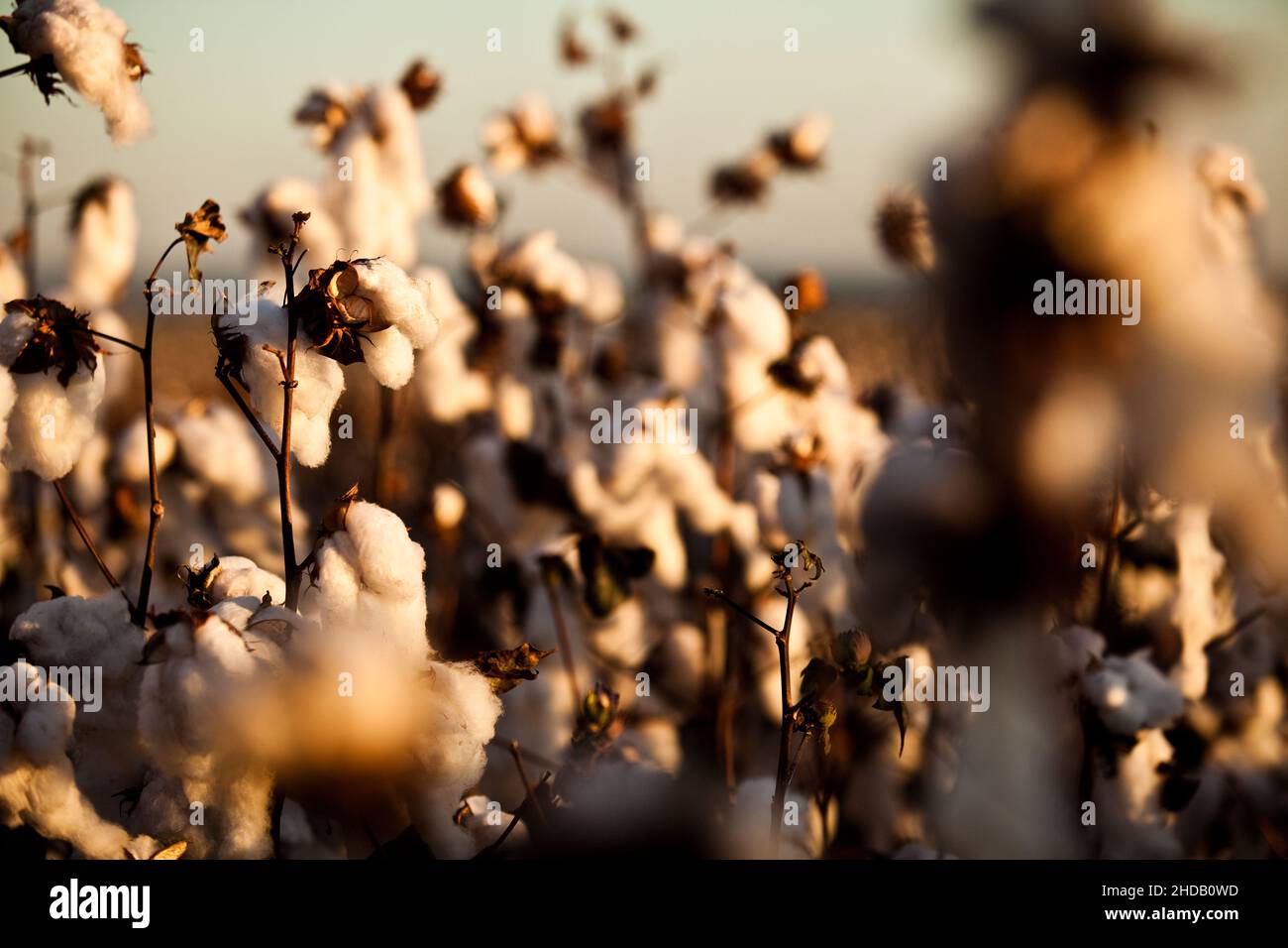 cotton plantation for industrial - textile use , ready to harvest. High ...