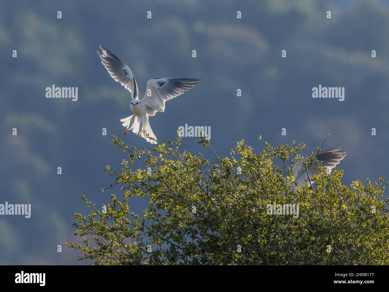 White-tailed kite, Elanus leucurus, hovering in flight in winter, North ...