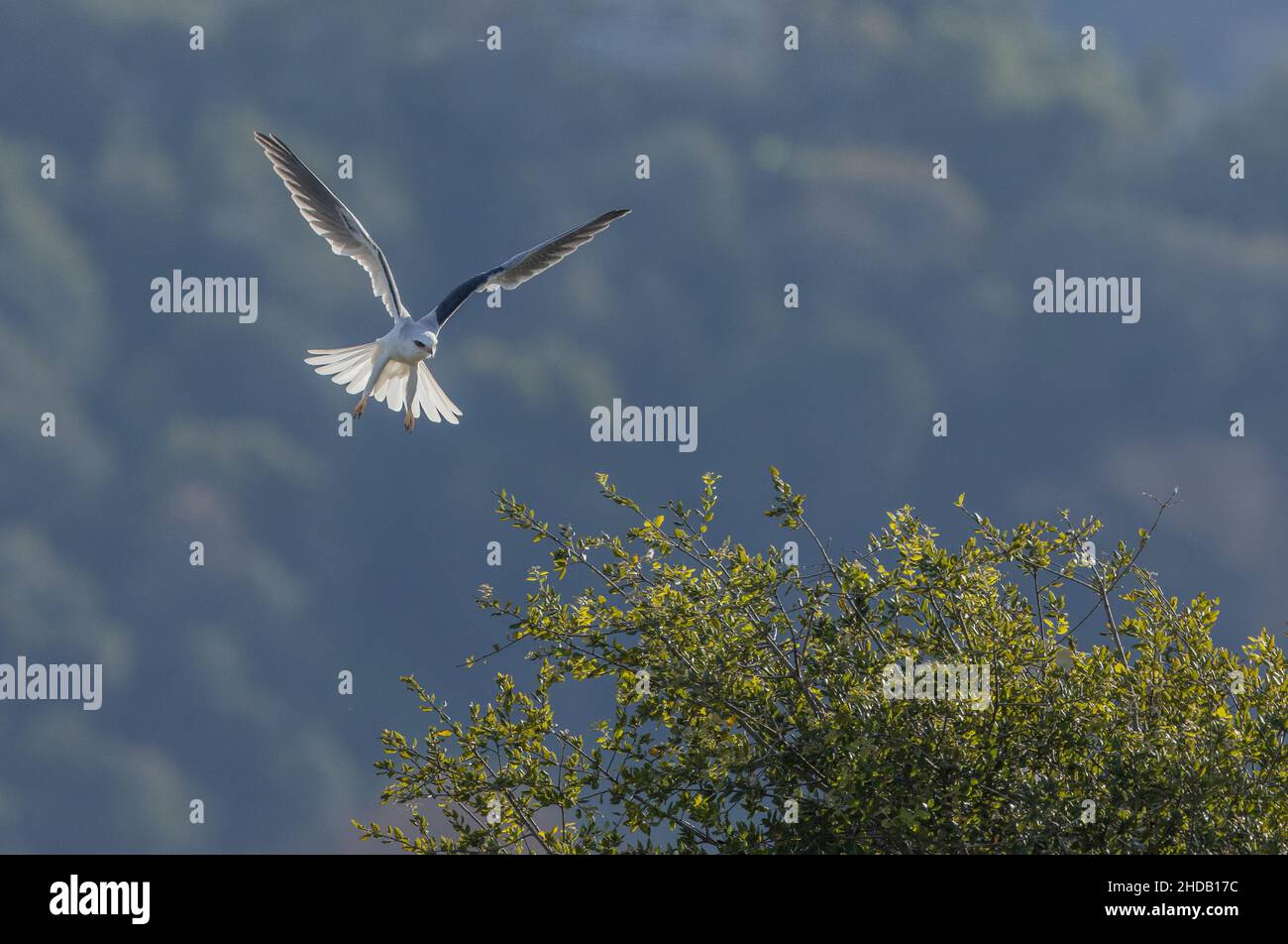 White-tailed kite, Elanus leucurus, hovering in flight in winter, North ...