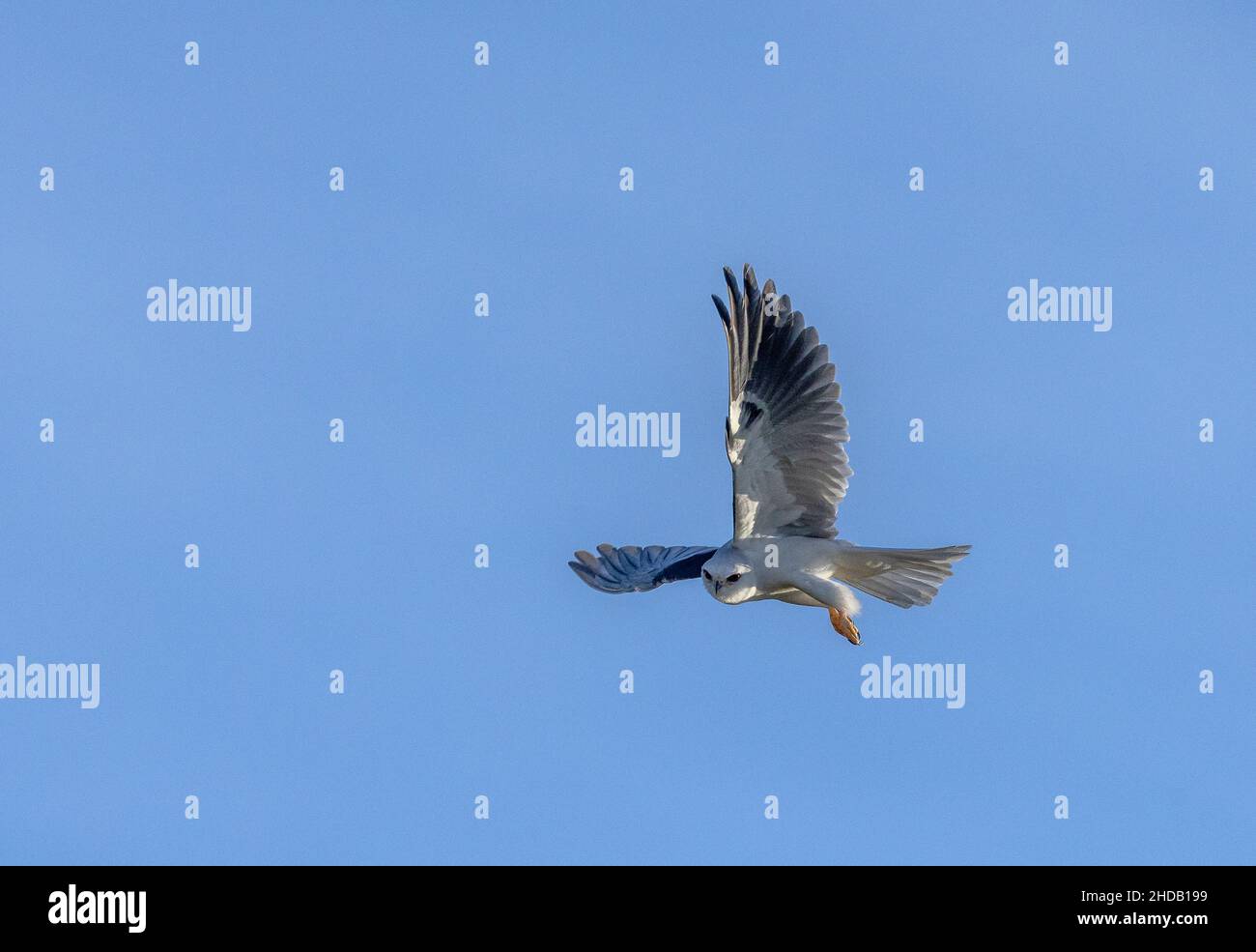 White-tailed kite, Elanus leucurus, hovering in flight in winter, North ...