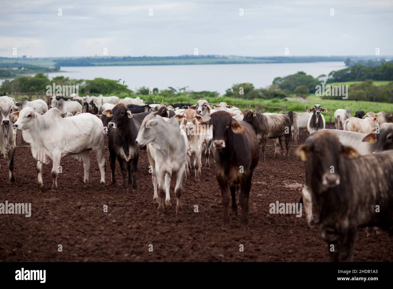 Cattle herded in america hi-res stock photography and images - Alamy