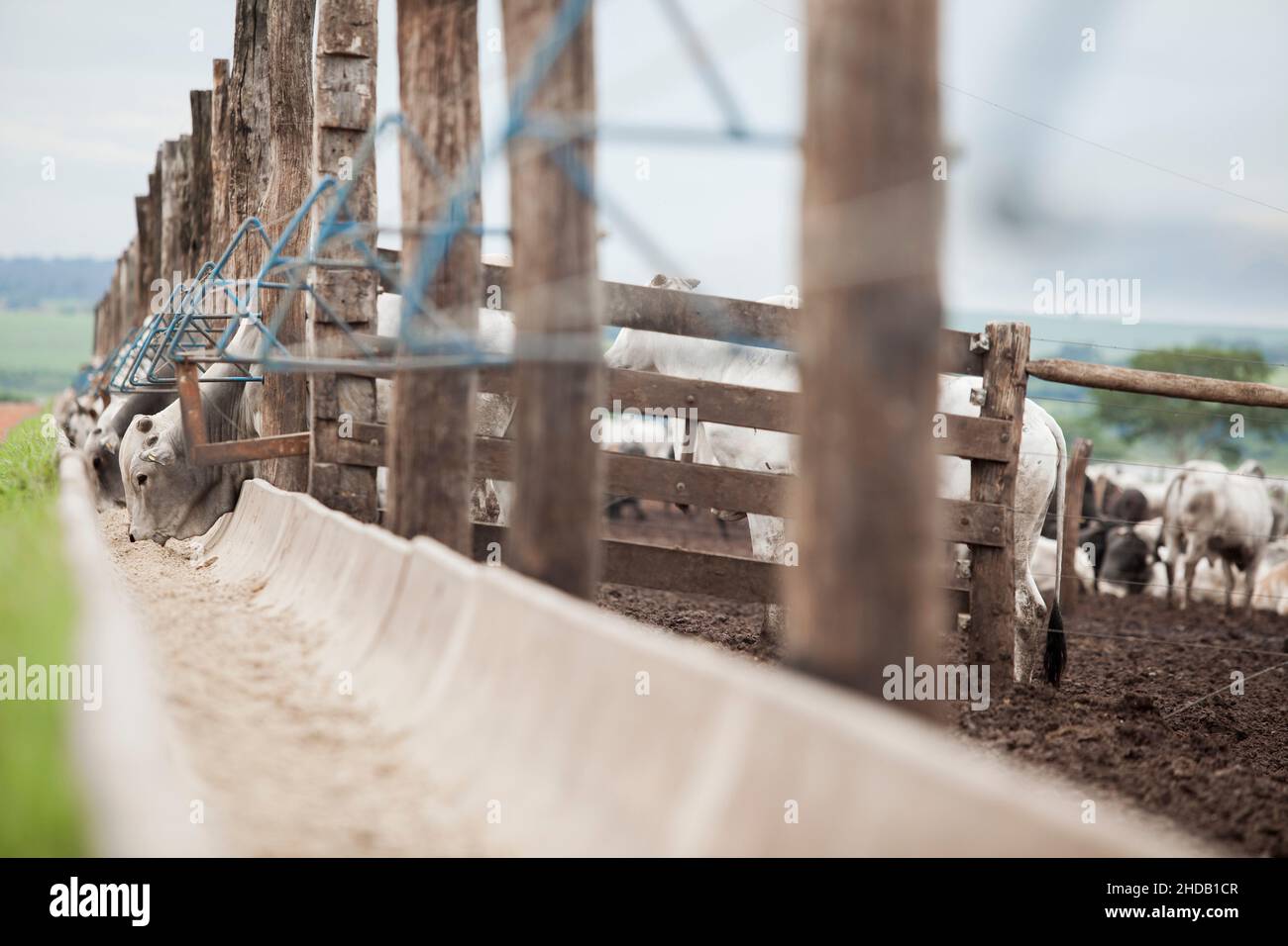 Cattle herded in america hi-res stock photography and images - Alamy