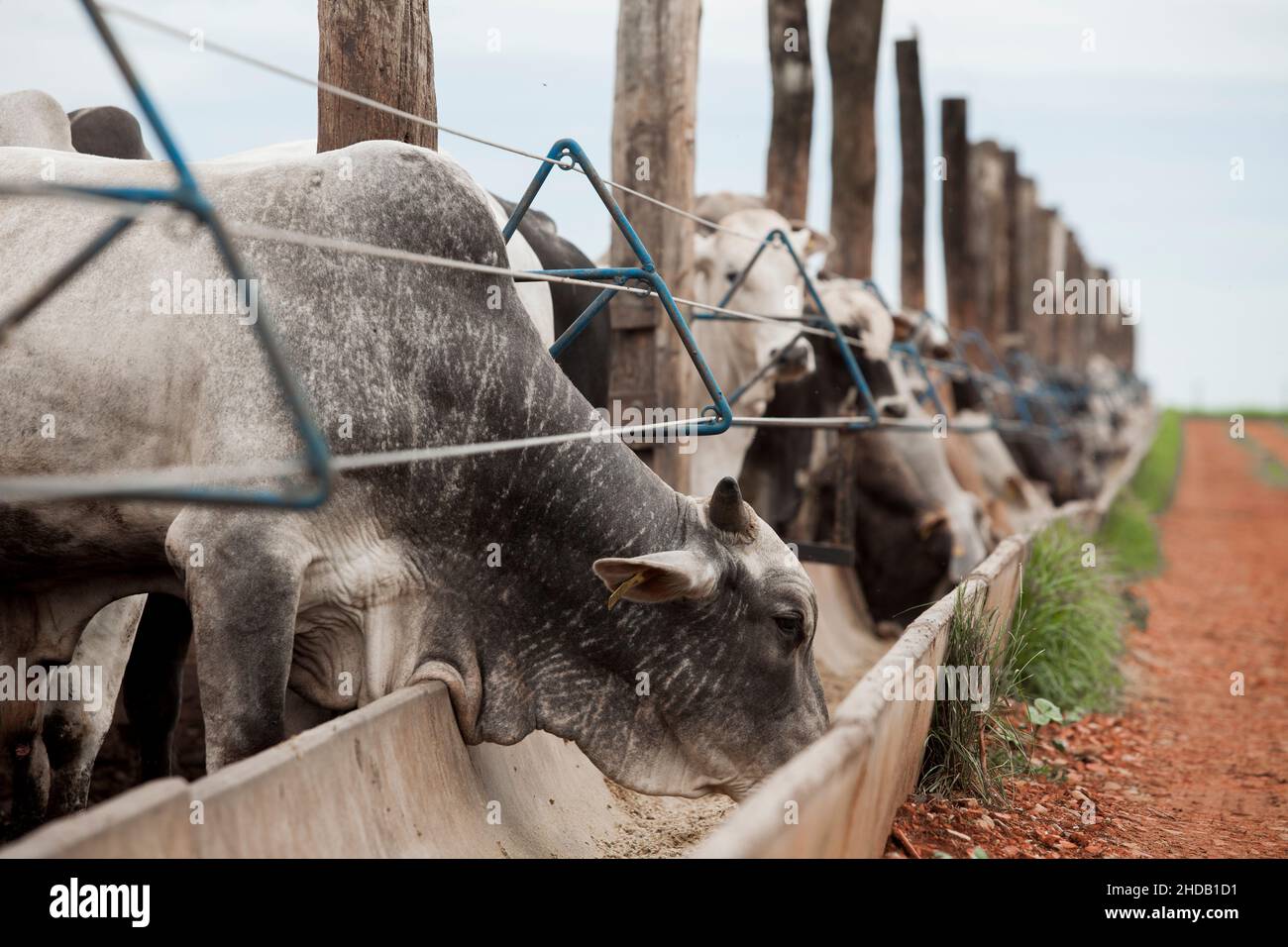 A group of cattle herded in confinement in a cattle farm in Brazil ...