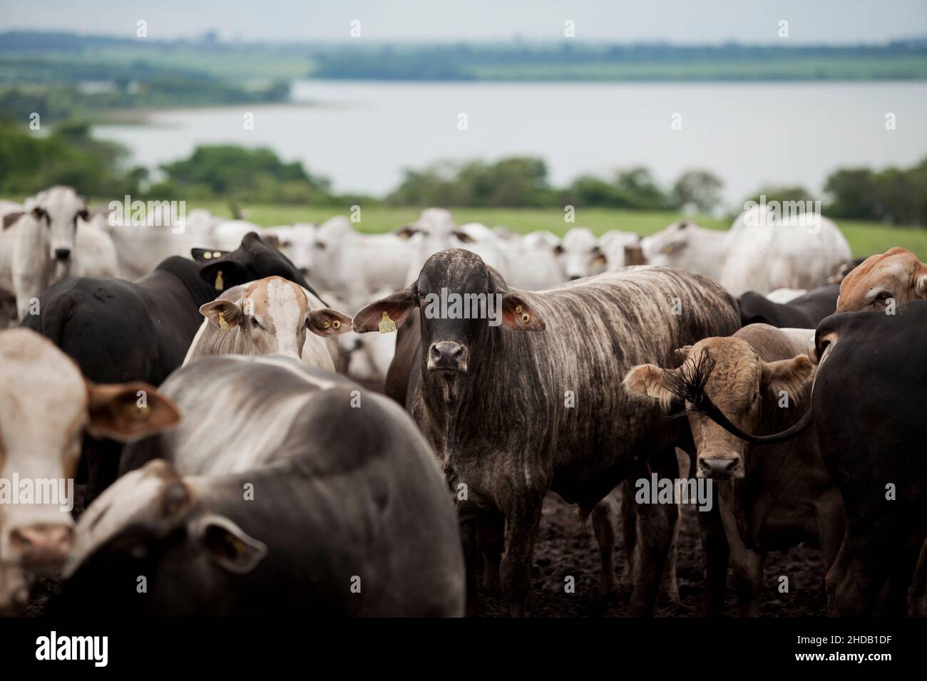 Cattle herded in america hi-res stock photography and images - Alamy