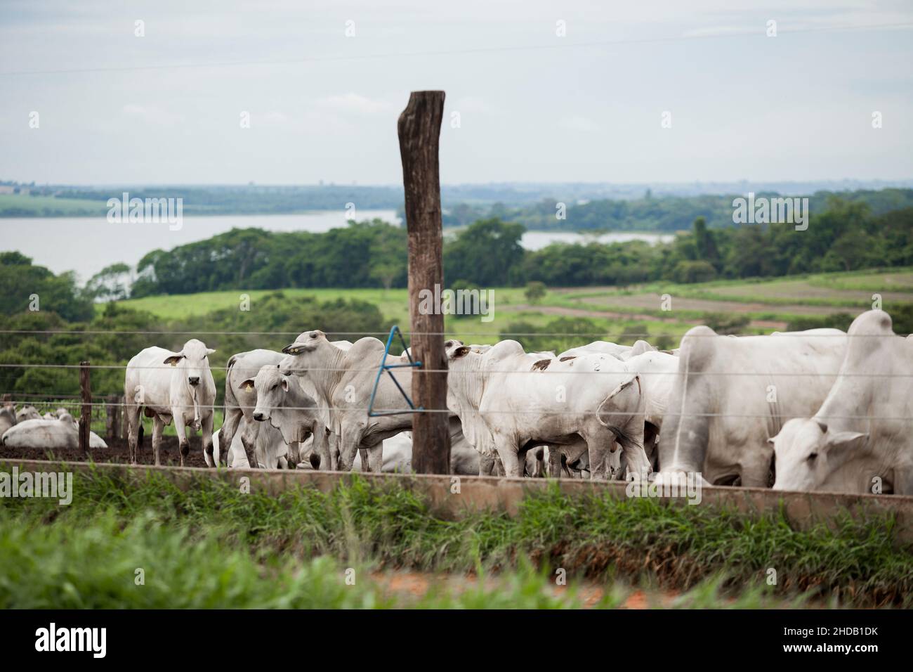 A group of cattle herded in confinement in a cattle farm in Brazil ...
