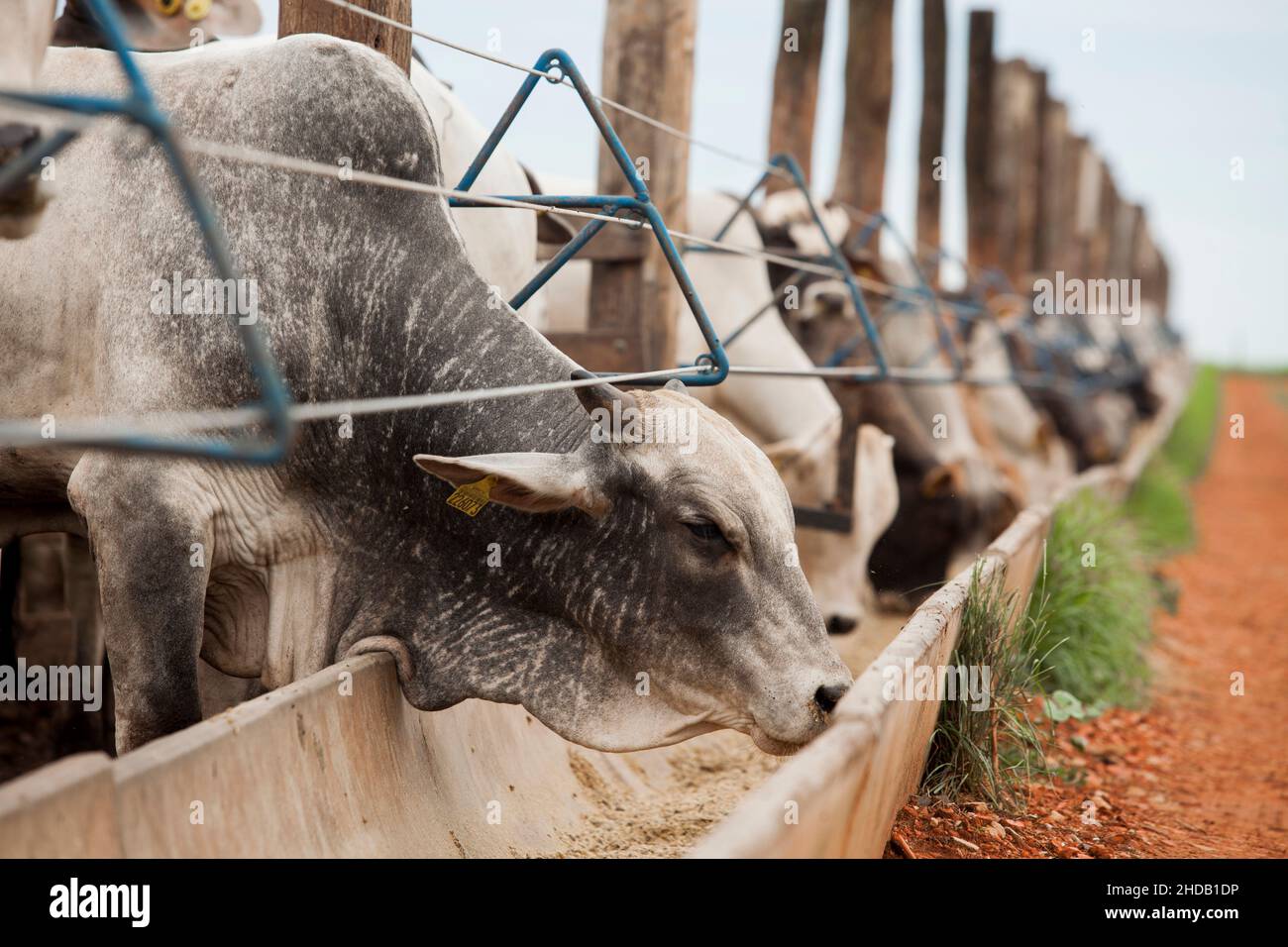 A group of cattle herded in confinement in a cattle farm in Brazil ...