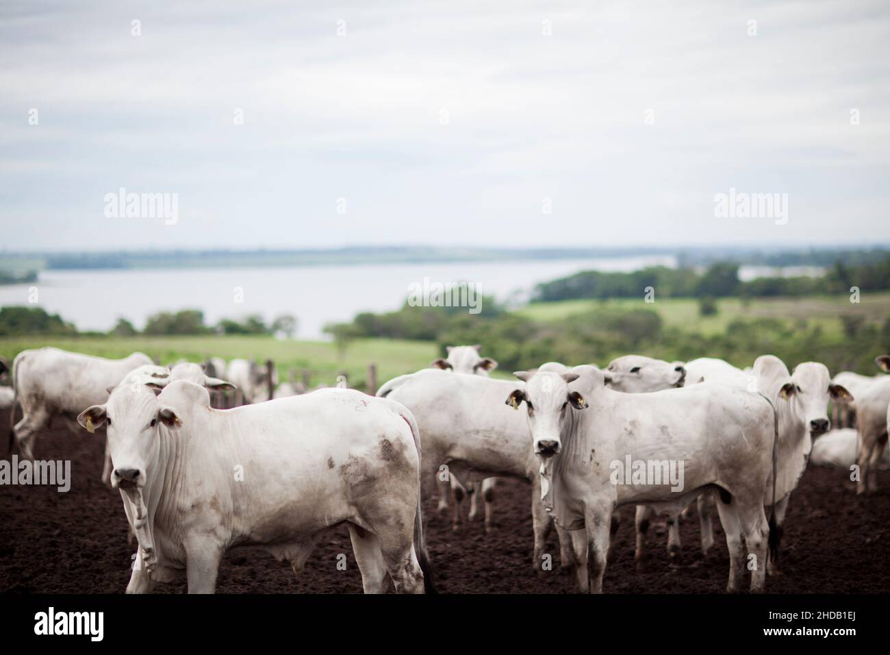 A group of cattle herded in confinement in a cattle farm in Brazil ...