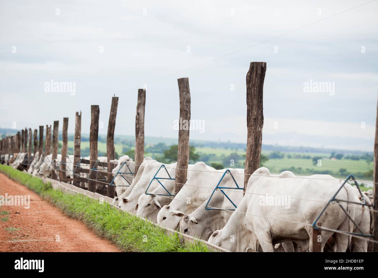 A group of cattle herded in confinement in a cattle farm in Brazil ...