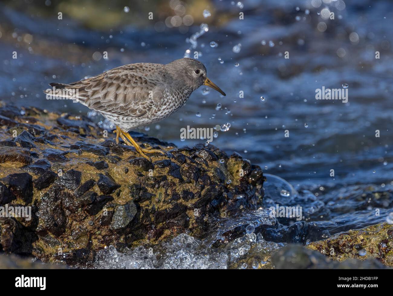 Rock Sandpiper, Calidris ptilocnemis feeding along rocky shoreline in ...