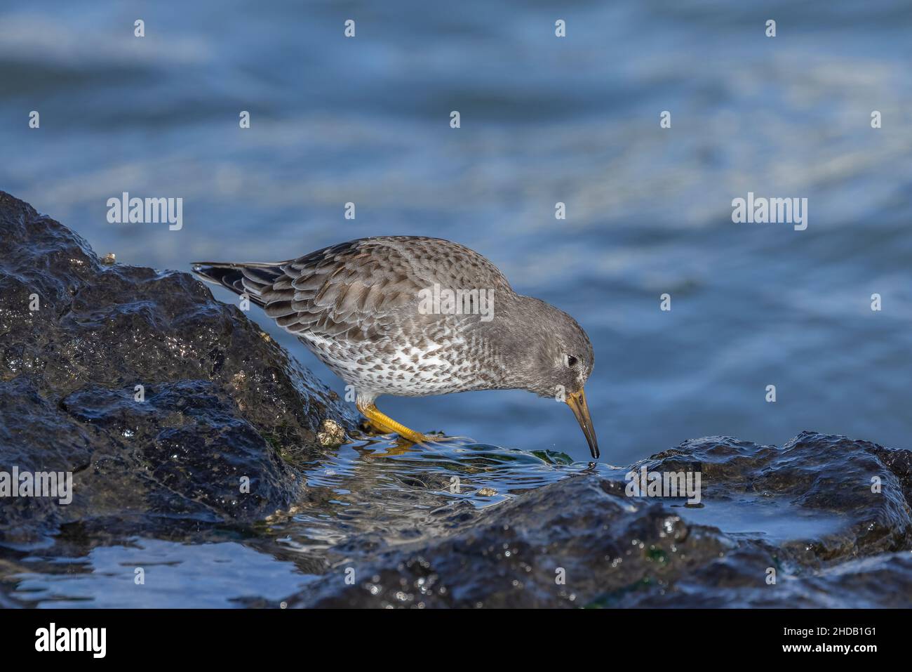Rock Sandpiper, Calidris ptilocnemis feeding along rocky shoreline in ...