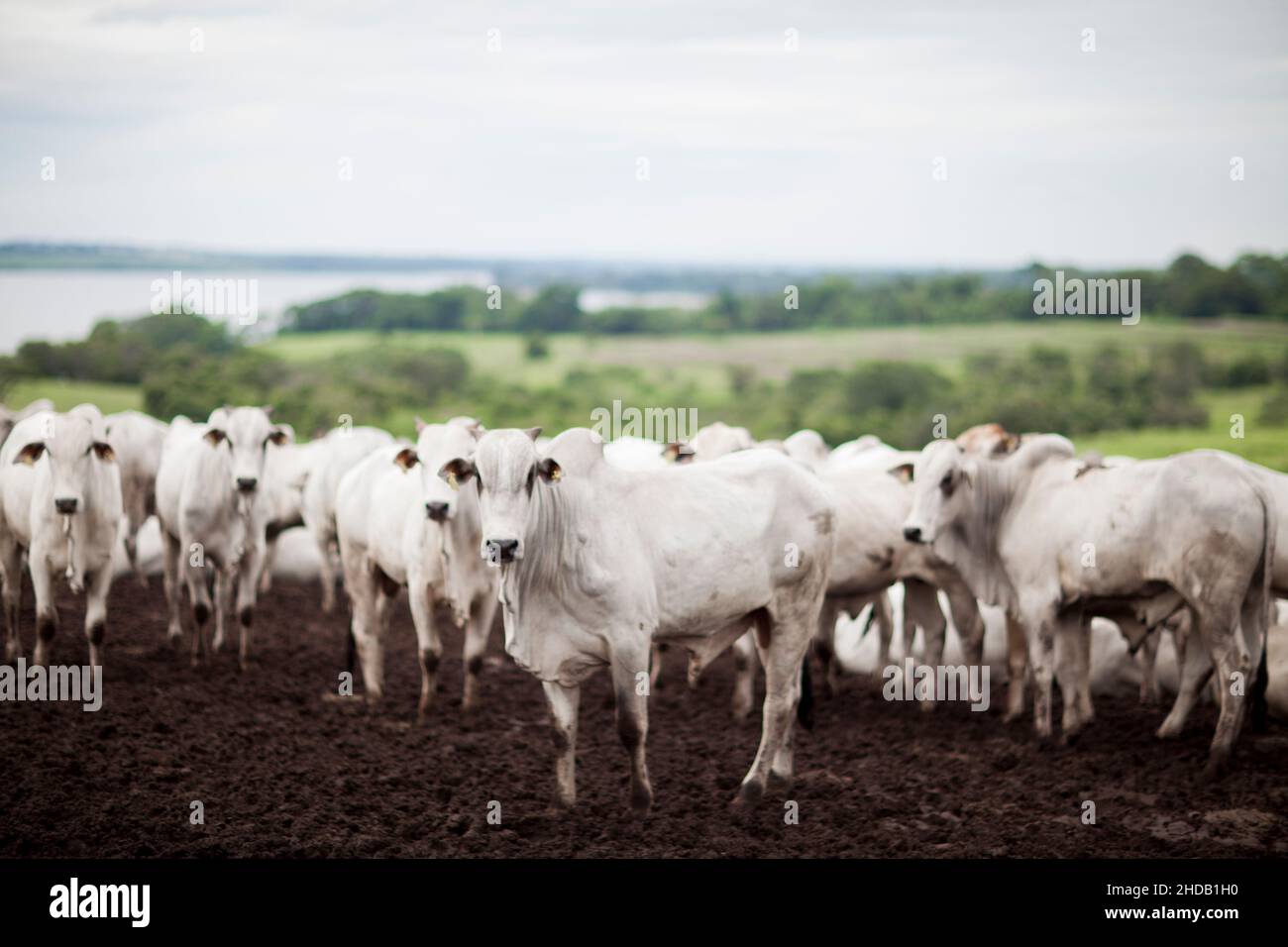 Cattle herded in america hi-res stock photography and images - Alamy