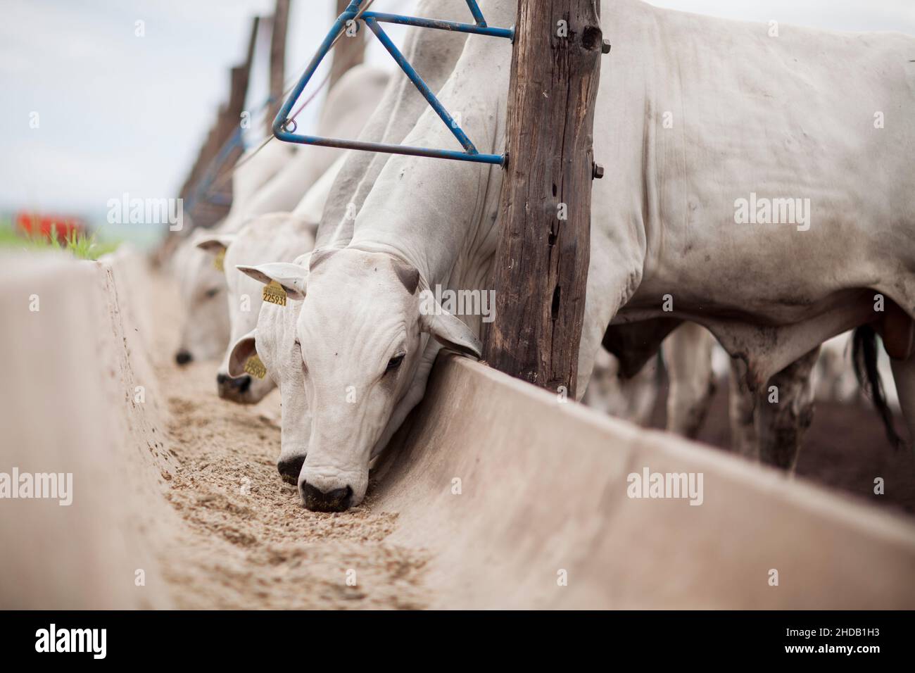 A group of cattle herded in confinement in a cattle farm in Brazil ...