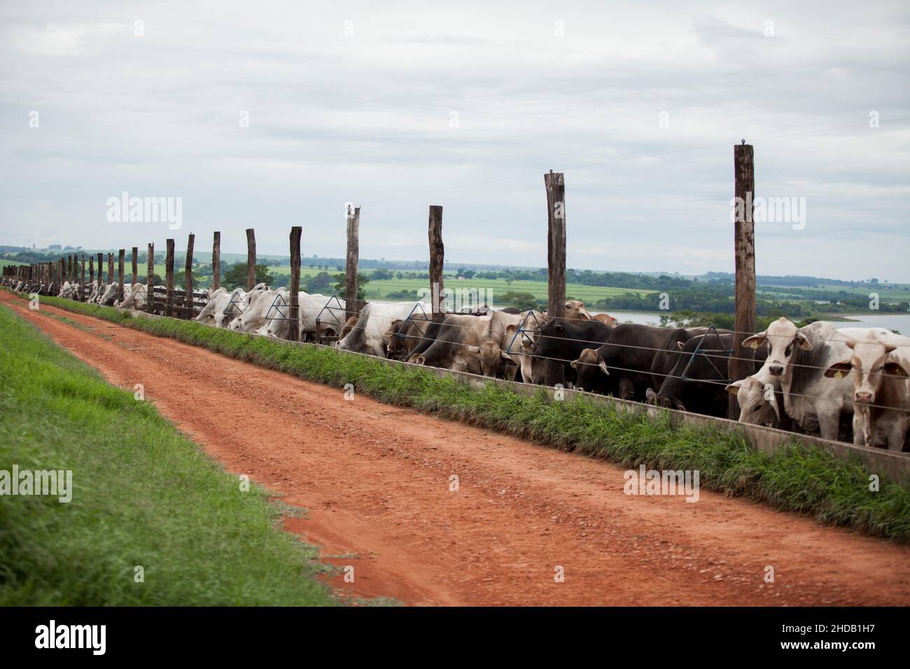 Cattle herded in america hi-res stock photography and images - Alamy