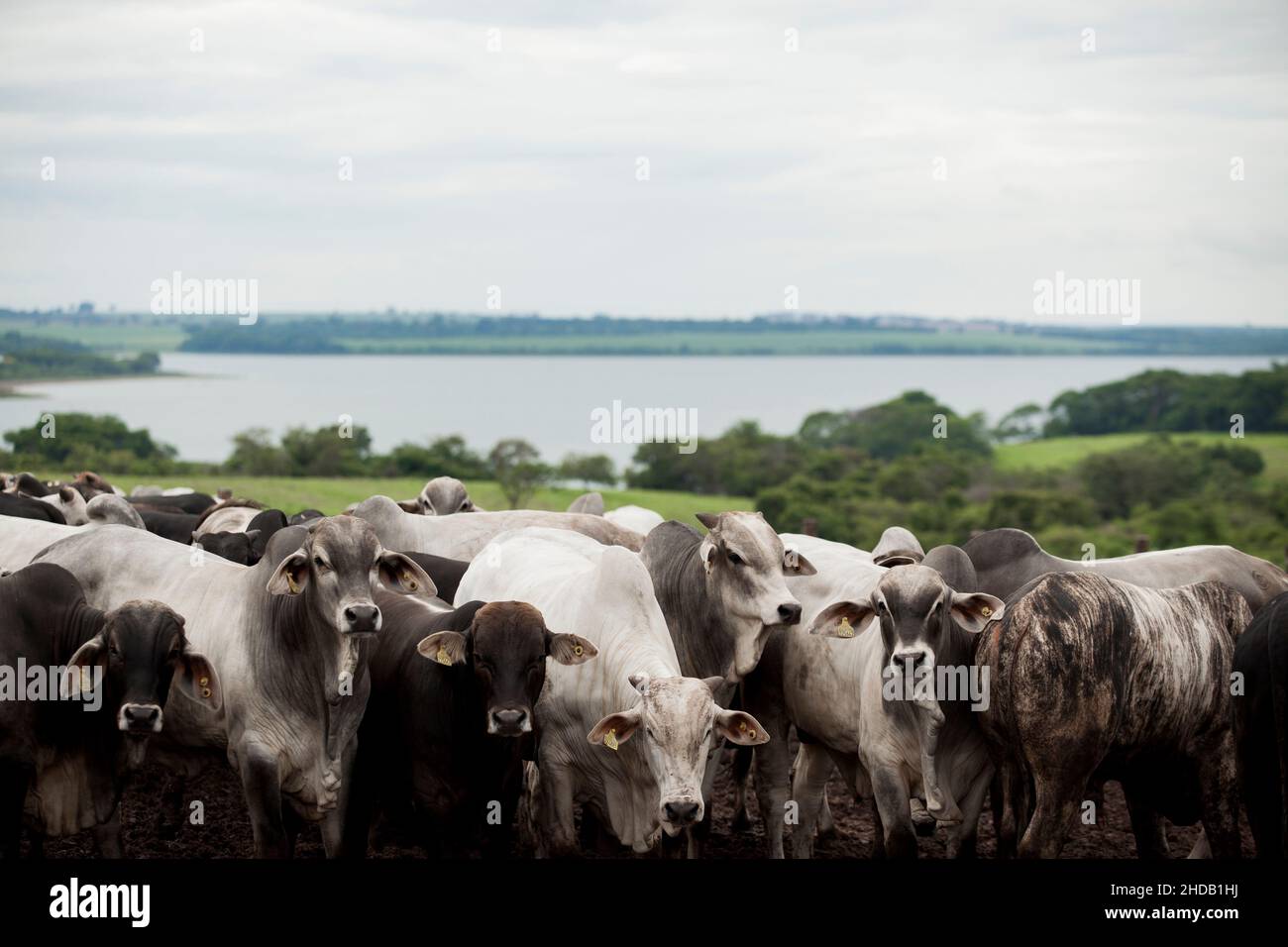 A group of cattle herded in confinement in a cattle farm in Brazil ...