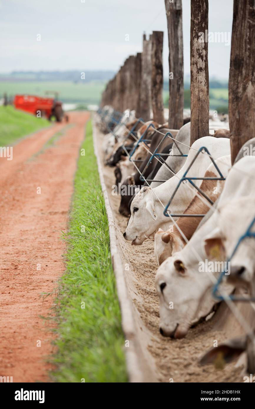Human Livestock Farm