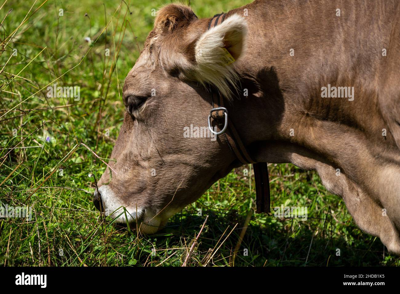 cow on field eating grass Stock Photo - Alamy