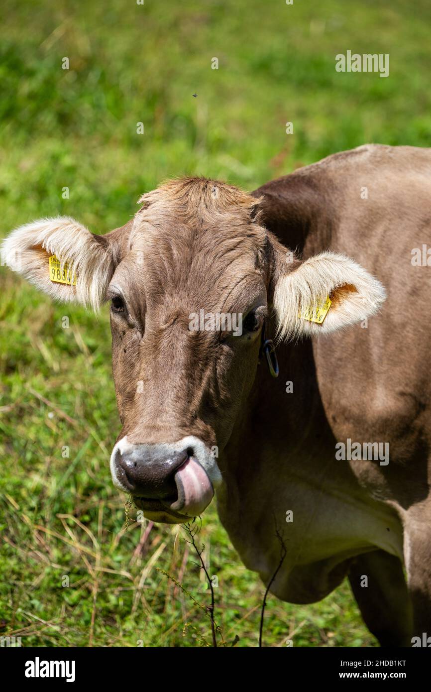 Dairy cow licking nose hi-res stock photography and images - Alamy