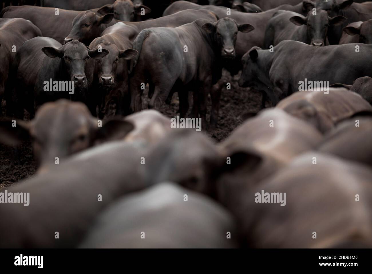 A group of cattle herded in confinement in a cattle farm in Brazil ...