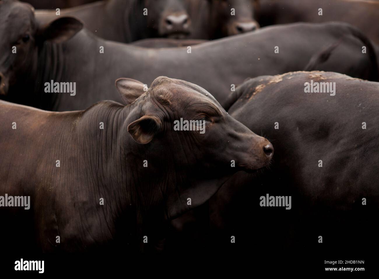 Cattle herded in america hi-res stock photography and images - Alamy