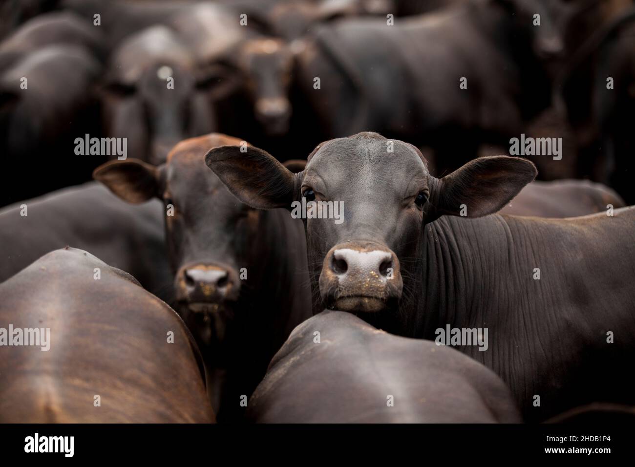 A group of cattle herded in confinement in a cattle farm in Brazil ...