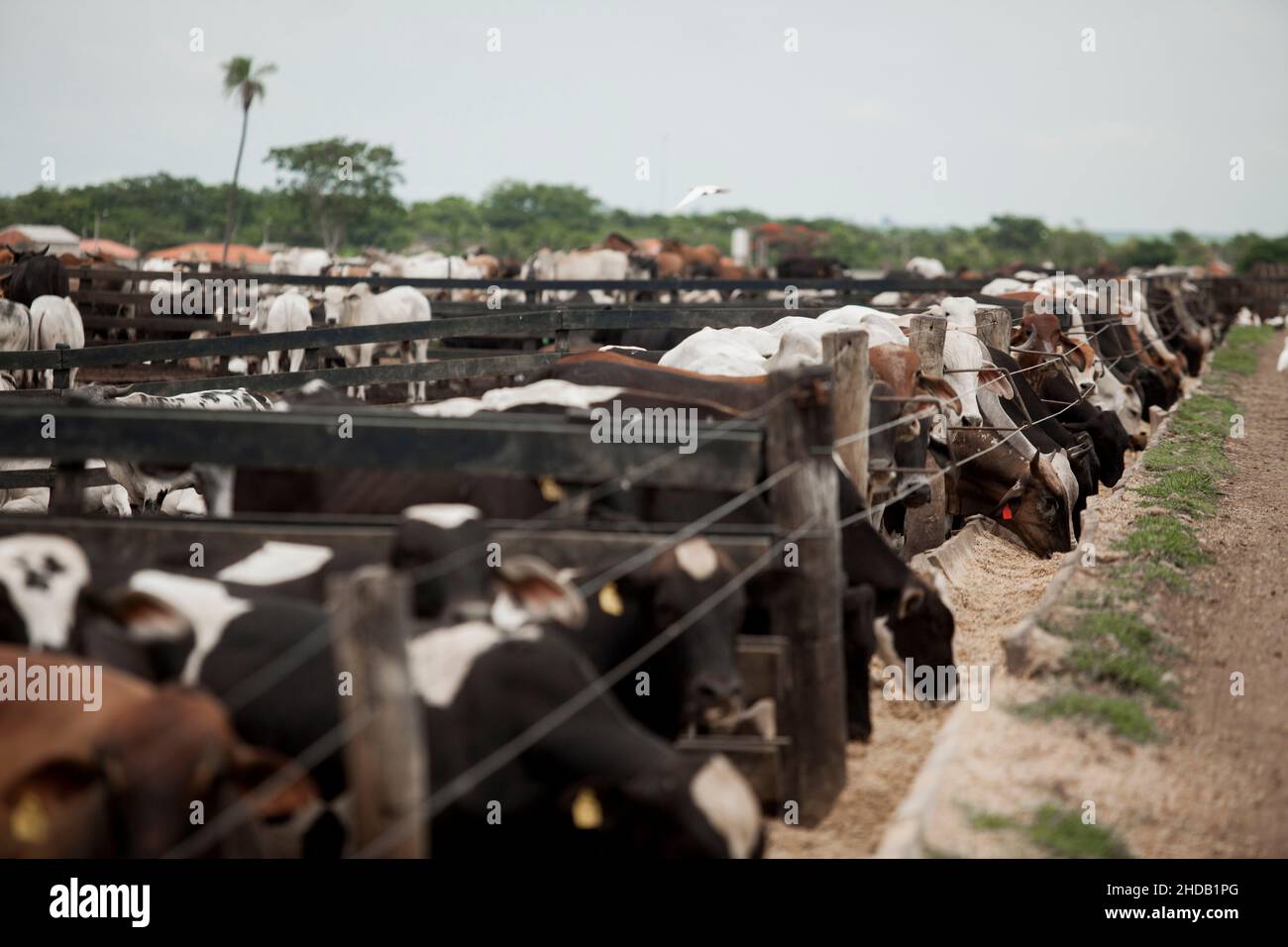 A group of cattle herded in confinement in a cattle farm in Brazil ...
