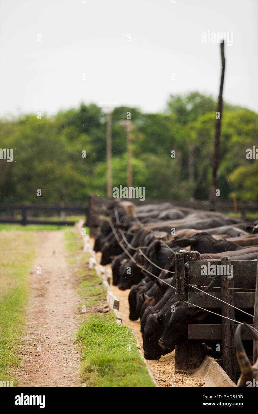 A group of cattle herded in confinement in a cattle farm in Brazil ...
