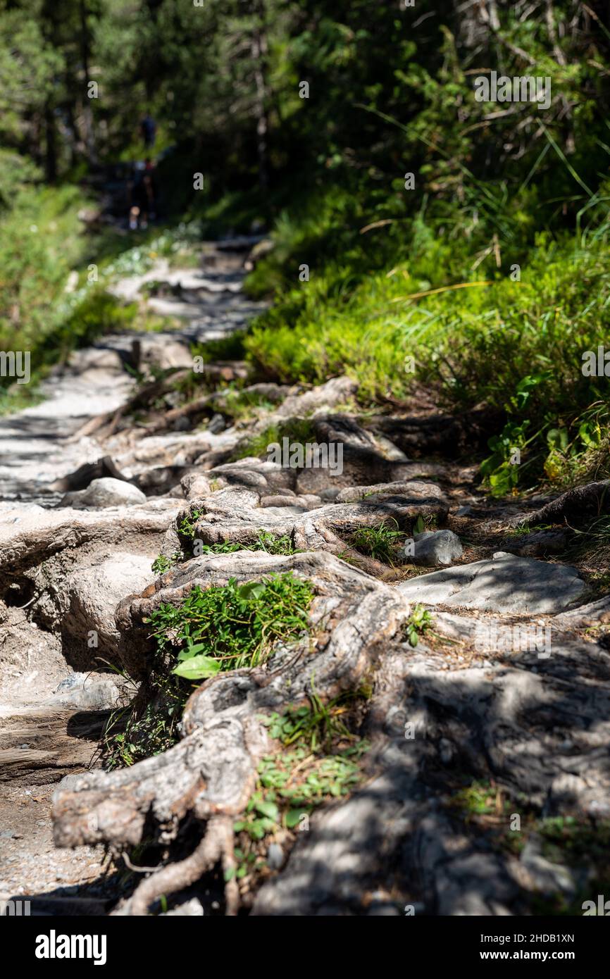 mountain trail strewn with roots Stock Photo - Alamy