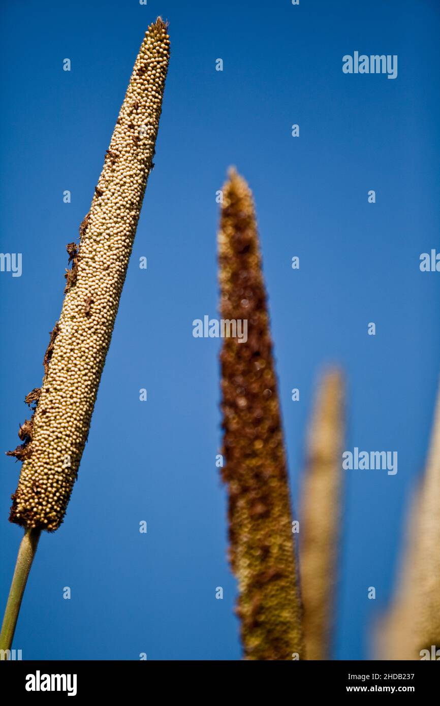 Agricultural land of a farm. Location place in Brazil, agricultural ...