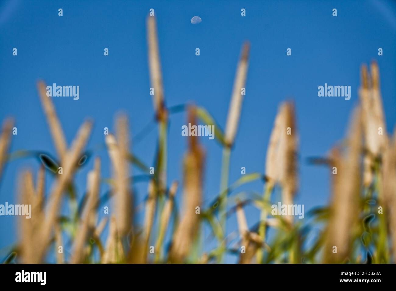 Agricultural land of a farm. Location place in Brazil, agricultural ...