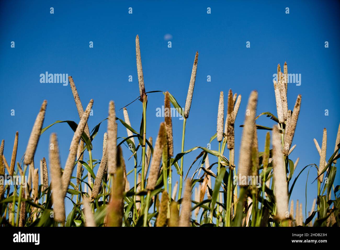 Agricultural land of a farm. Location place in Brazil, agricultural ...