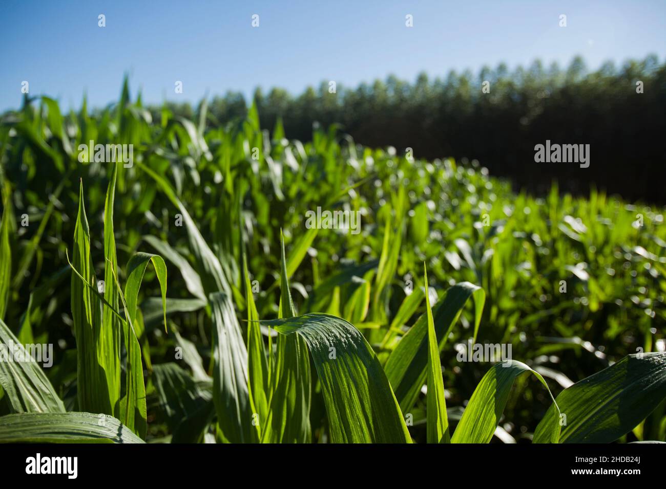 Agricultural land of a farm. Location place in Brazil, agricultural ...
