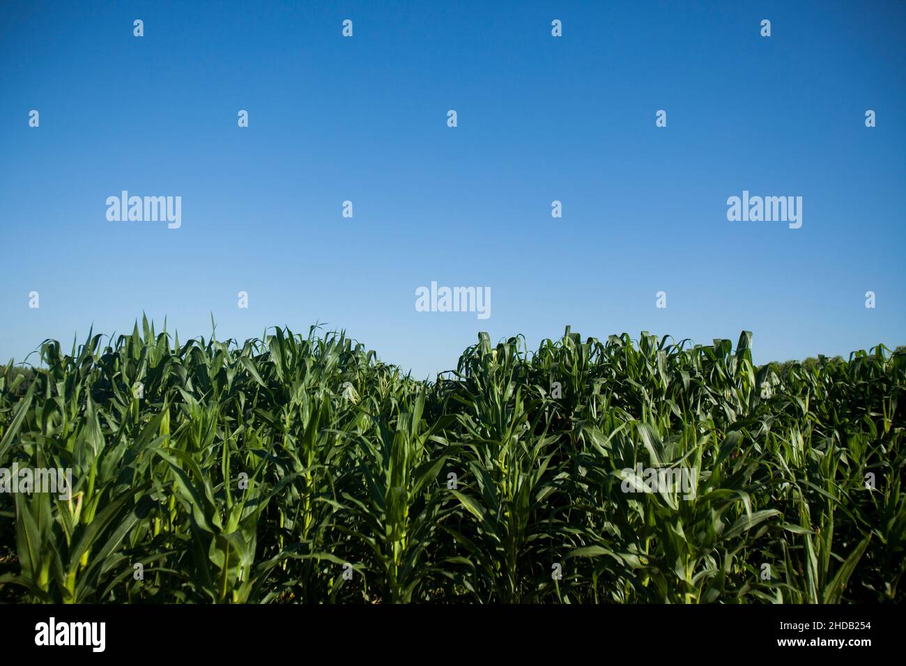 Agricultural land of a farm. Location place in Brazil, agricultural ...