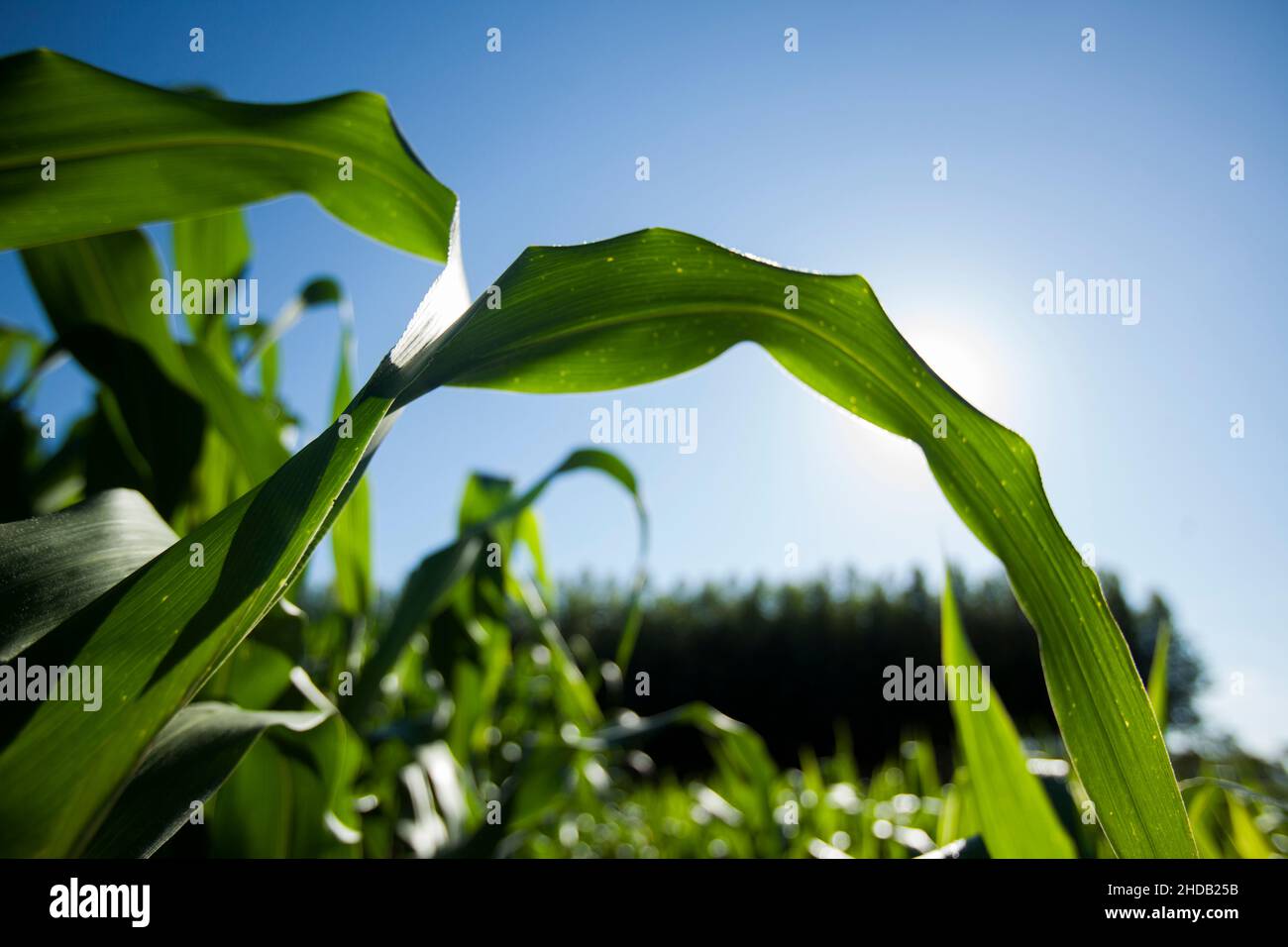 Agricultural land of a farm. Location place in Brazil, agricultural ...