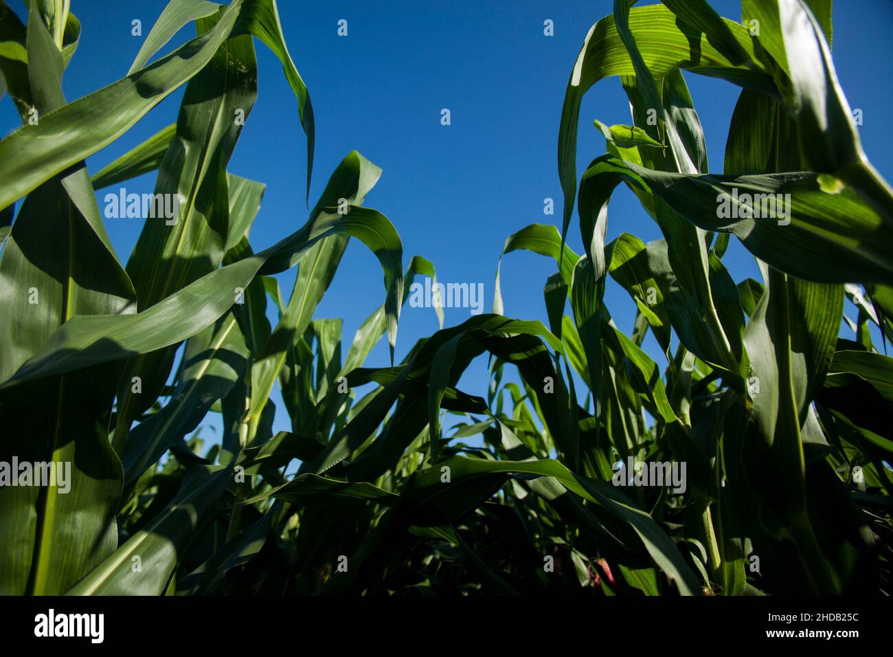 Agricultural land of a farm. Location place in Brazil, agricultural ...