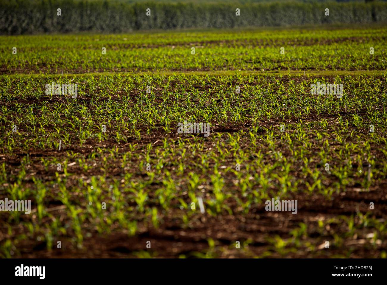 Agricultural land of a farm. Location place in Brazil, agricultural ...