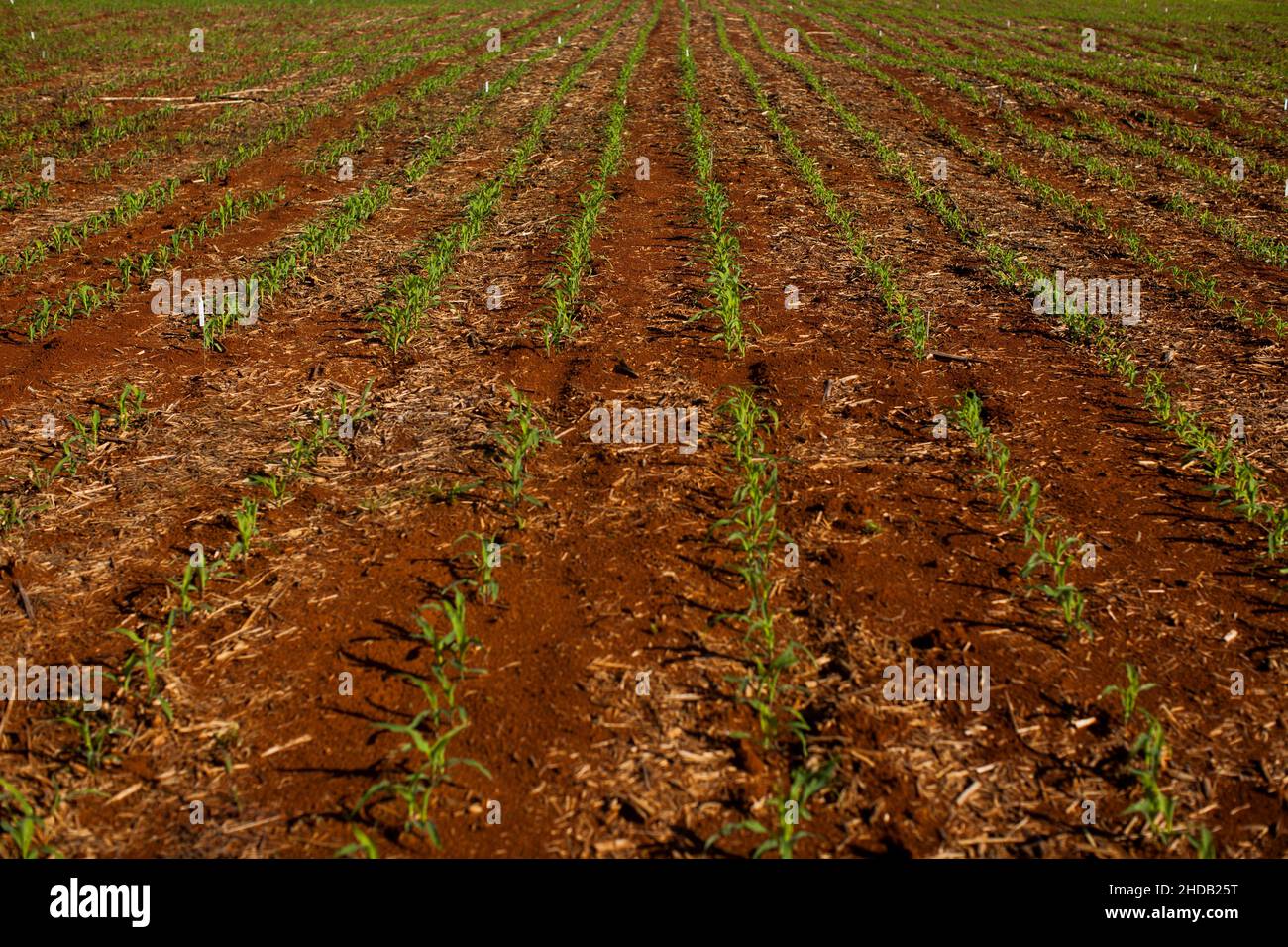 Agricultural land of a farm. Location place in Brazil, agricultural ...