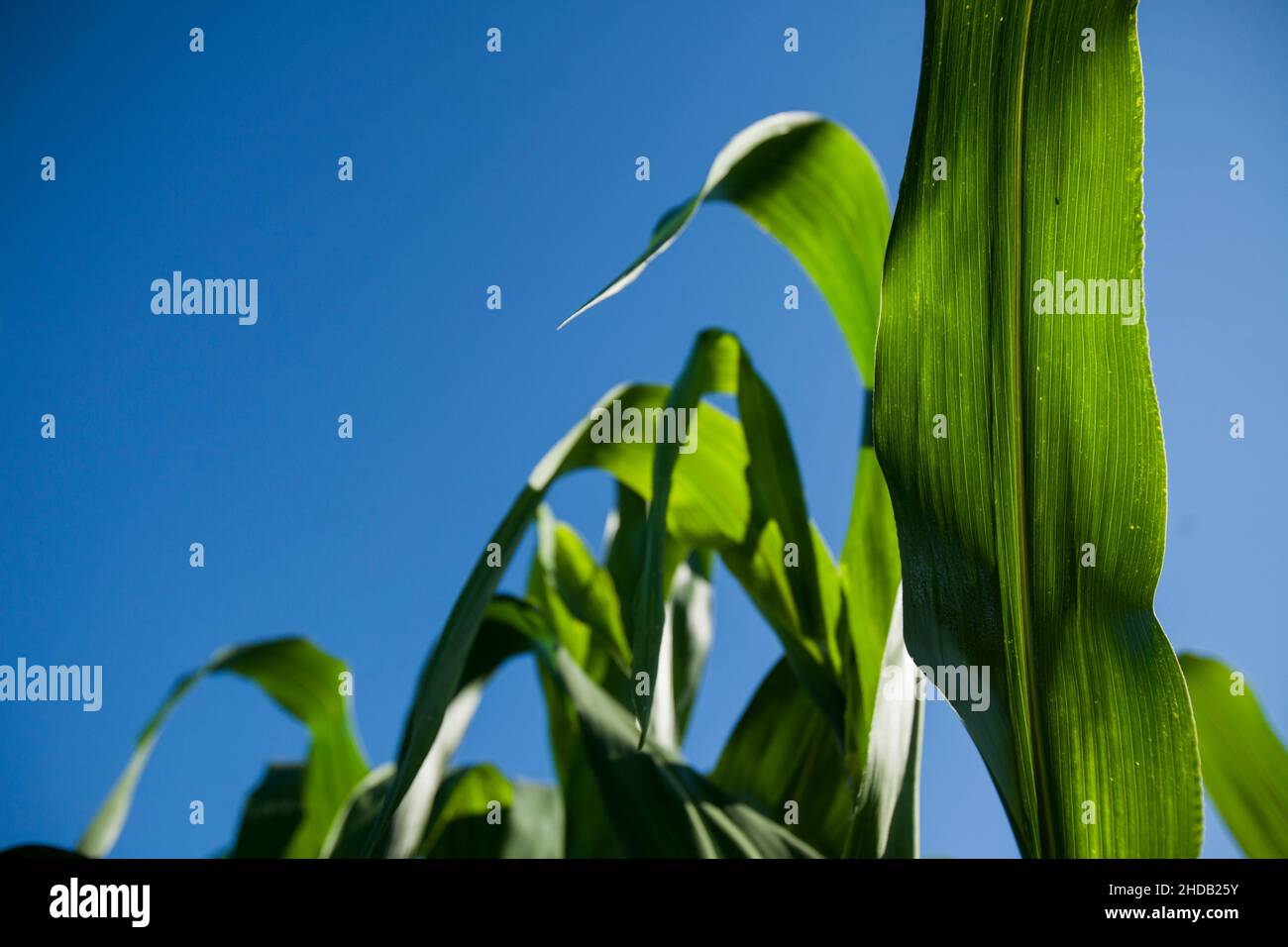 Agricultural land of a farm. Location place in Brazil, agricultural ...
