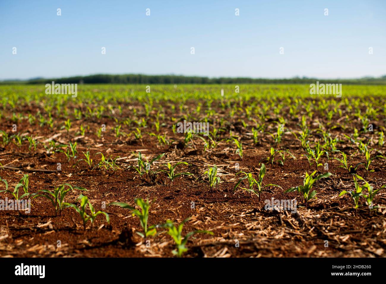 Agricultural land of a farm. Location place in Brazil, agricultural ...
