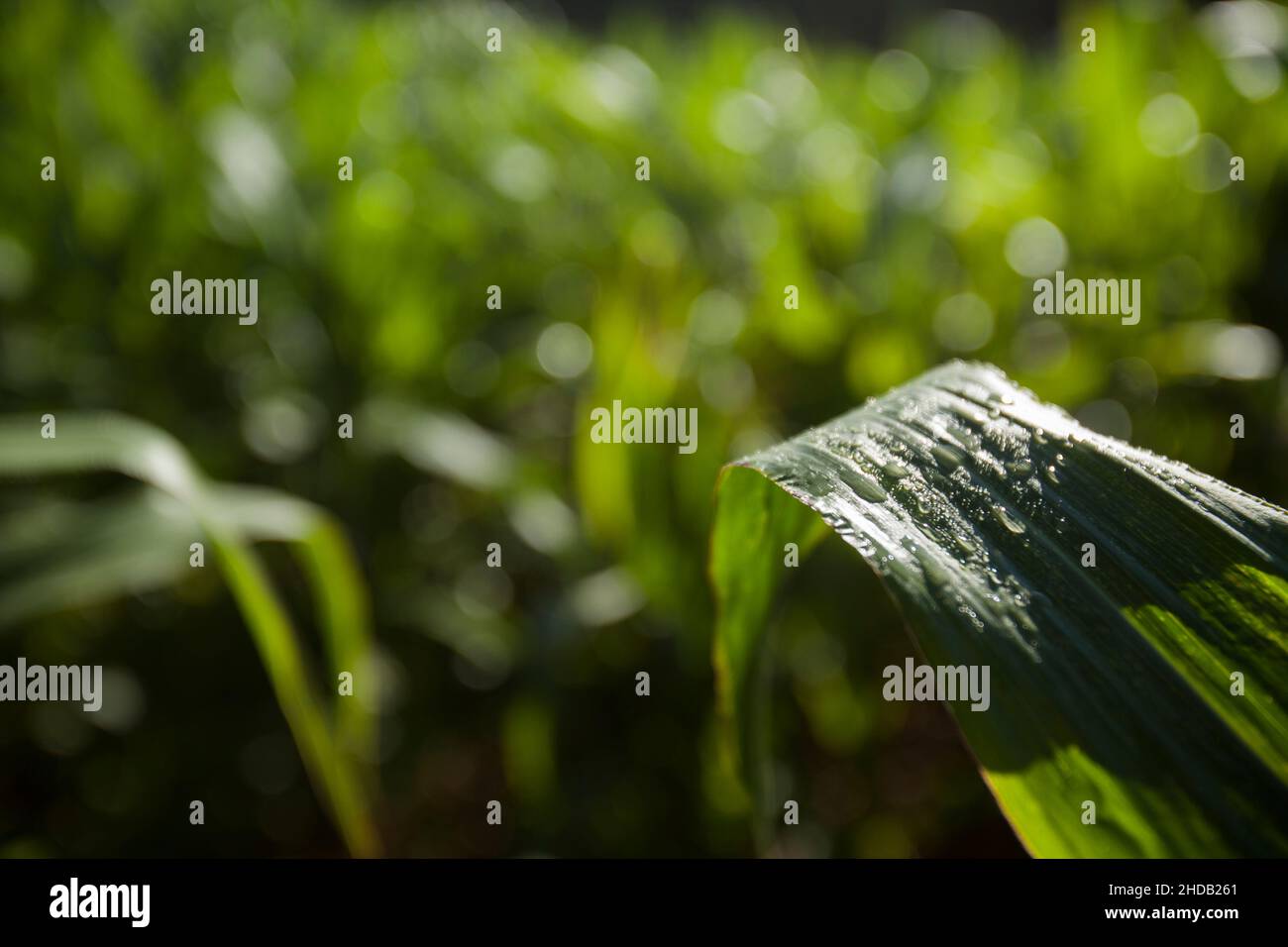 Agricultural land of a farm. Location place in Brazil, agricultural ...