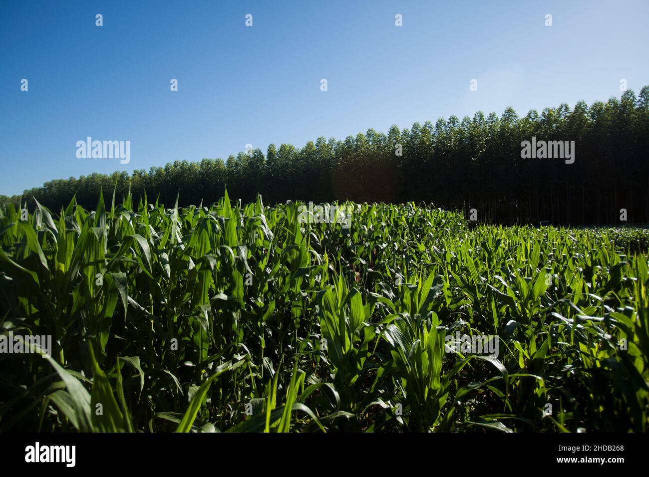 Agricultural land of a farm. Location place in Brazil, agricultural ...